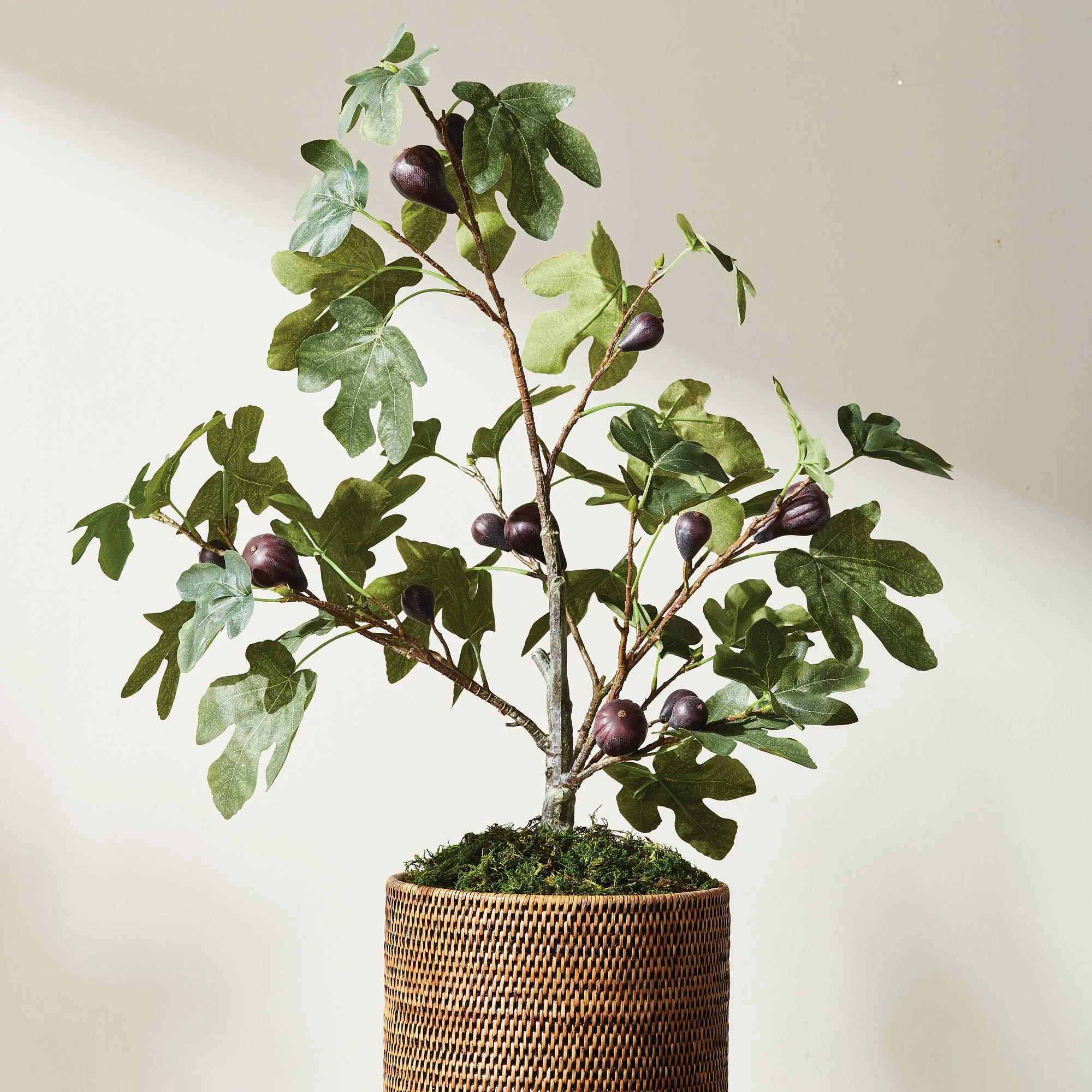 Trees & Topiaries – Napa Home & Garden