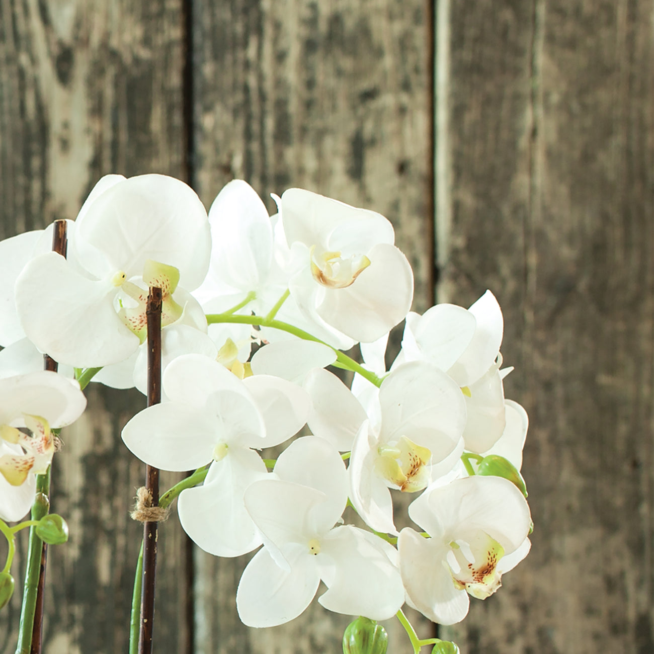 PHALAENOPSIS ORCHID DROP-IN 23" – Napa Home & Garden