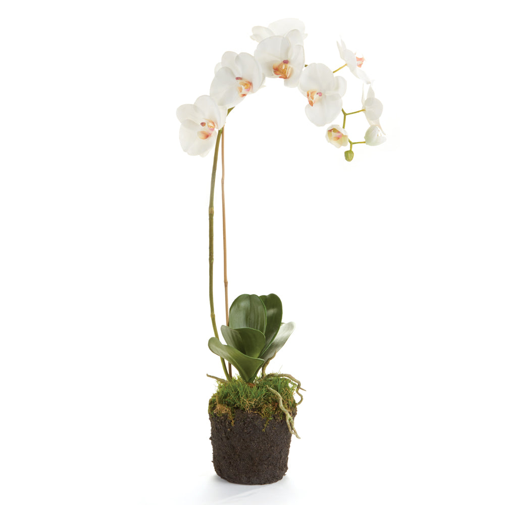 PHALAENOPSIS ORCHID DROP-IN 26" – Napa Home & Garden