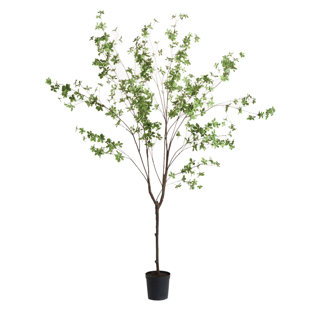 SHADY LADY BLACK OLIVE TREE DROP-IN 76" – Napa Home & Garden