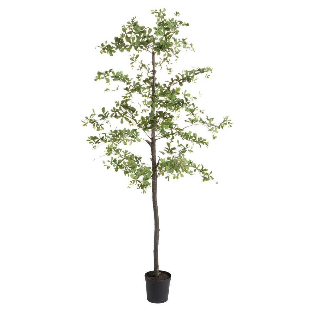 SHADY LADY OLIVE TREE DROP-IN 89" – Napa Home & Garden