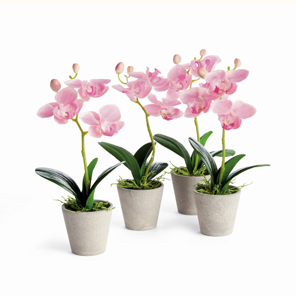 MINI PHALAENOPSIS ORCHIDS POTTED 9", SET OF 4 – Napa Home & Garden