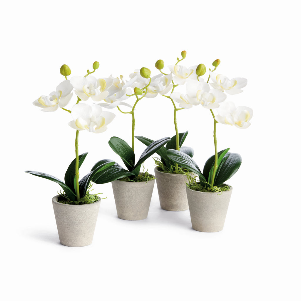 MINI PHALAENOPSIS ORCHIDS POTTED 9", SET OF 4 – Napa Home & Garden